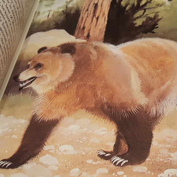 Accents | The Doomsday Book Of Animals Illustrated David Ray | Poshmark